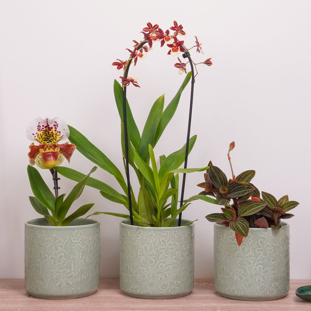Buy Cymbidium Orchids Online UK | Boat Orchids for Sale – Orchid Plants