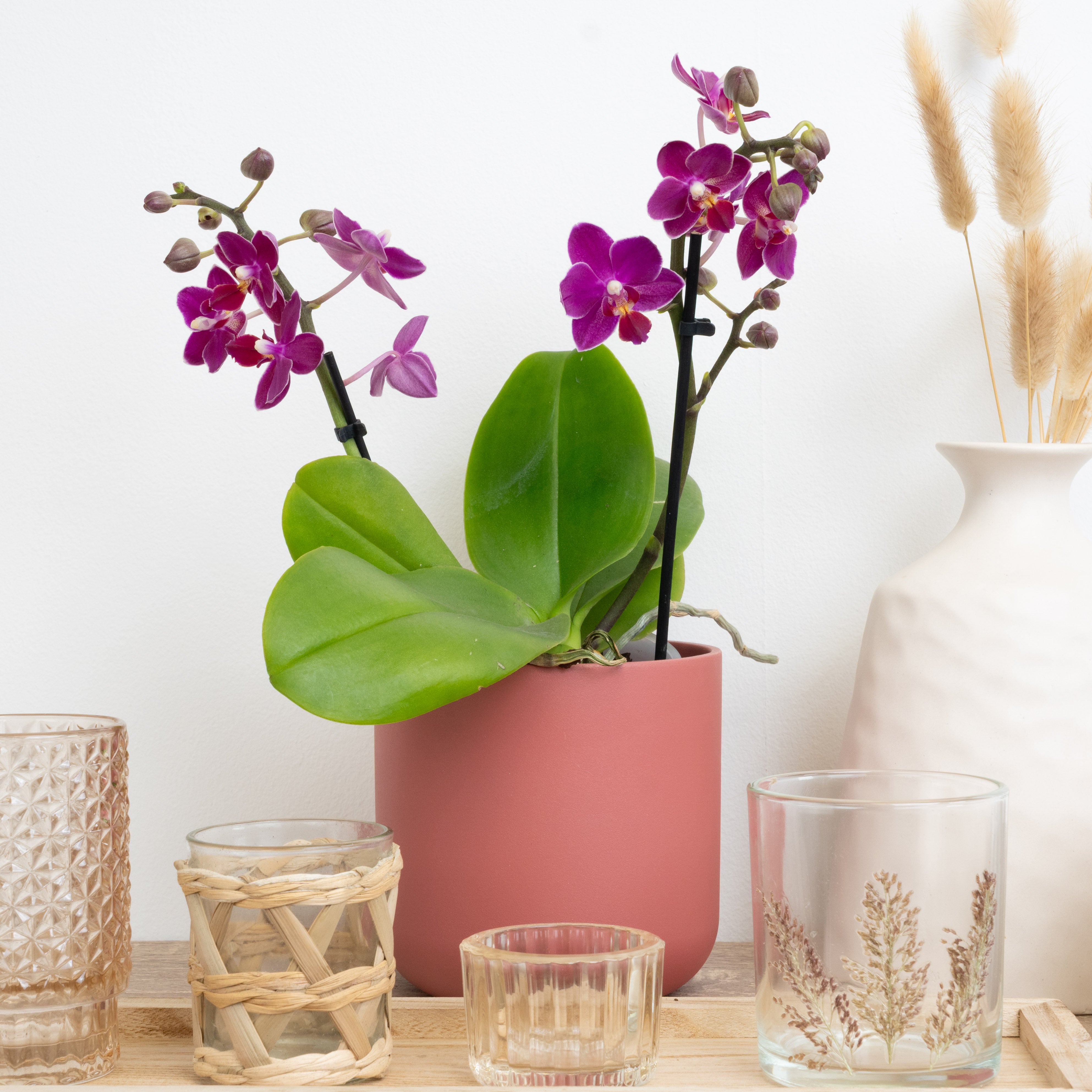 Miniature Phalaenopsis Orchid | Sweet Roze – Orchid Plants